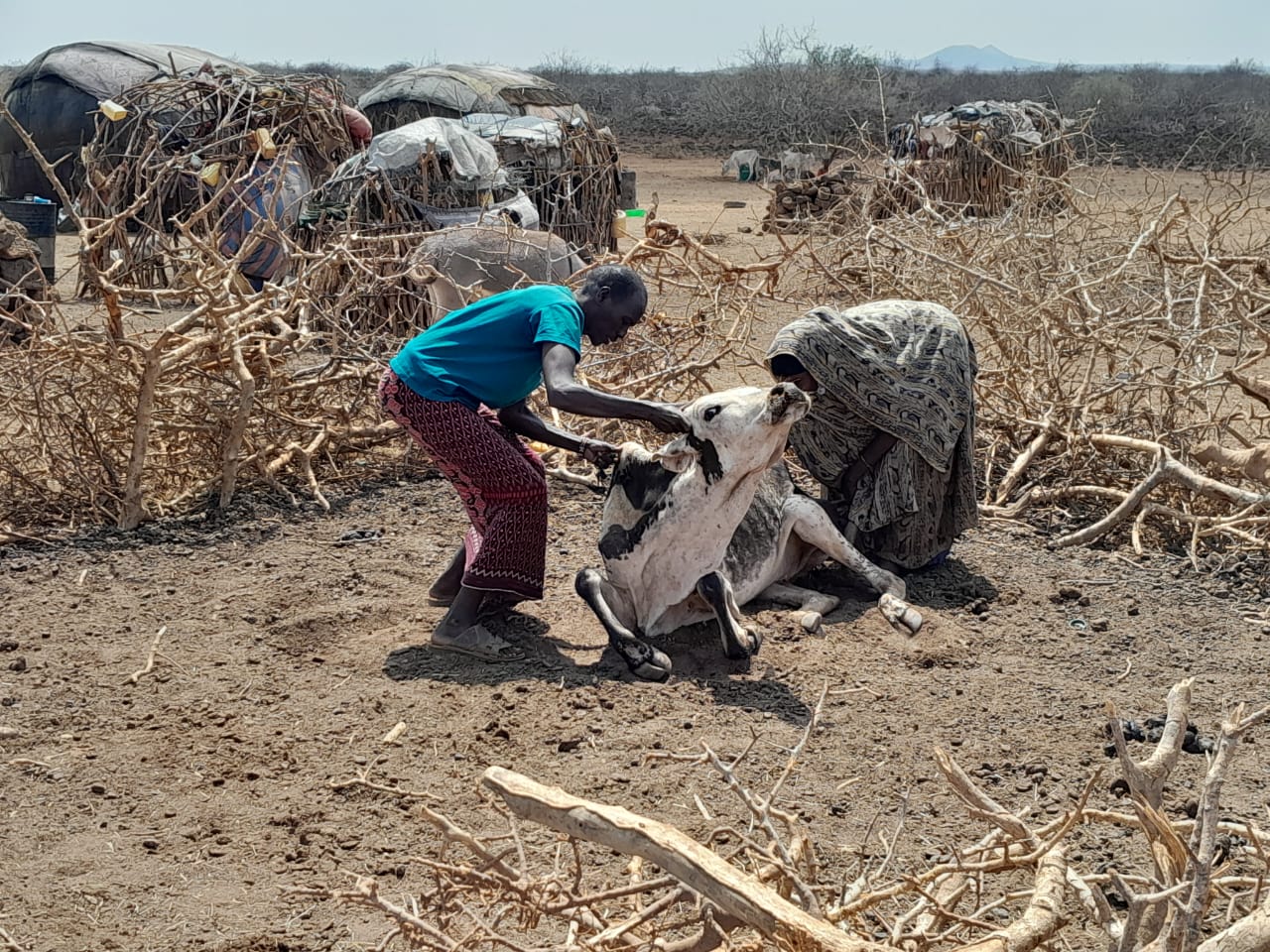 Transforming Arid and Semi-Arid Areas: A Sustainable Approach